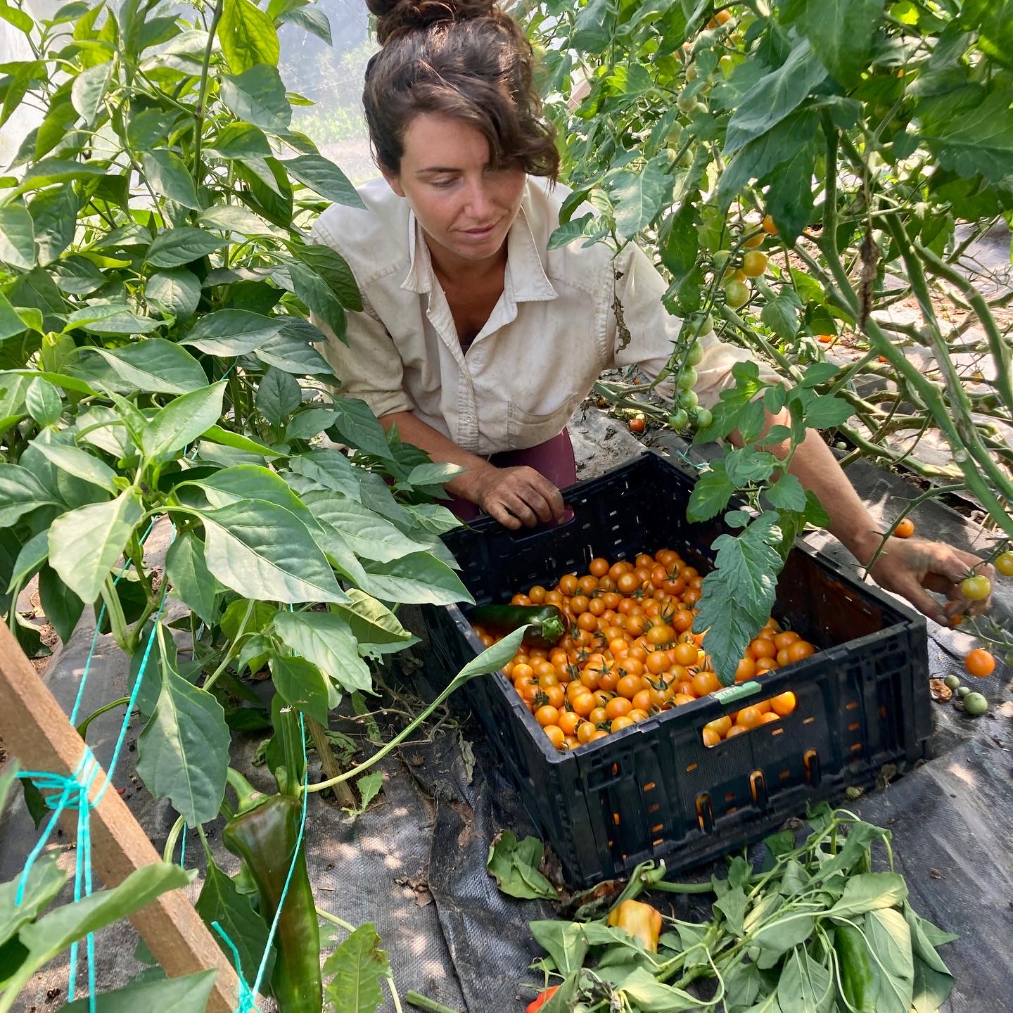 Woodstack | Abundant Acres Farm